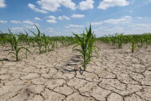 Drought drives irrigation limits, federal aid opens for growers ...